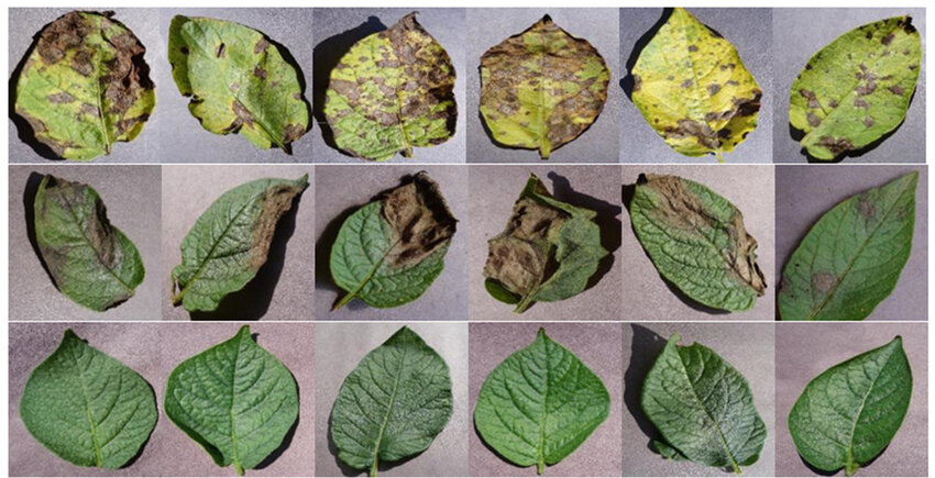 معرفی 10 بیماری سیب زمینی و راههای کنترل آن - سبزدشت ماشین